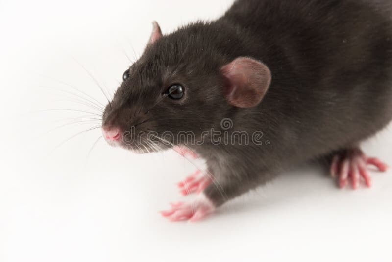 Huis rat stock afbeelding. Image of huisdieren, pluizig - 9102131