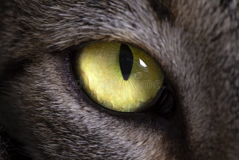 Sluiten Van Het Grote Oog Van Een Dier, Stier, Bizon, Koe of Paard Met ...