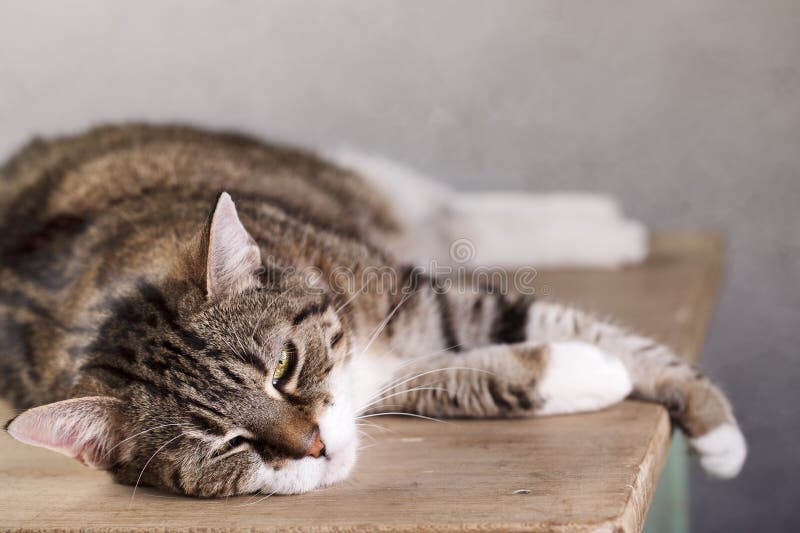 Huiskat stock foto. Image of dier, gezicht, gekleurd - 33129150