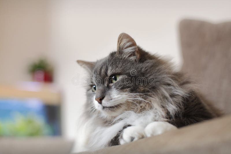 Huiskat stock afbeelding. Image of laag, haring, brits - 33672253