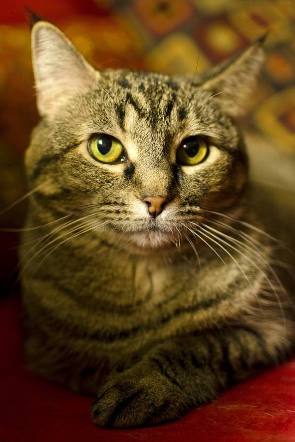 Huiskat op Rode Laag stock afbeelding. Image of huisdier - 46284221