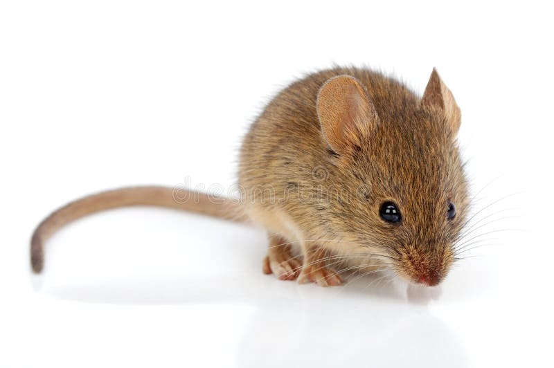 Huismuis (Mus musculus) stock afbeelding. Image of ongedierte - 33329849