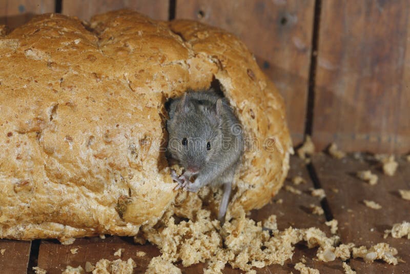 Huismuis, Mus musculus stock foto. Image of muis, klein - 33984542