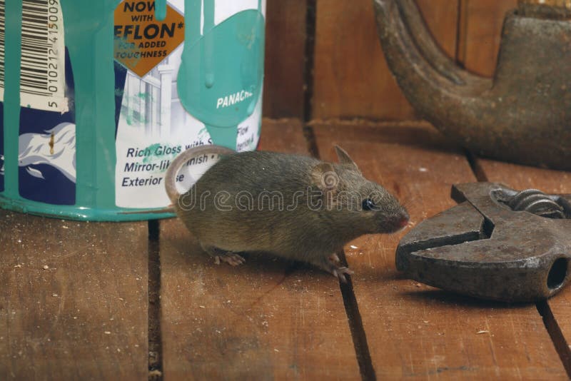 Huismuis, Mus-musculus stock afbeelding. Image of dier - 36260569