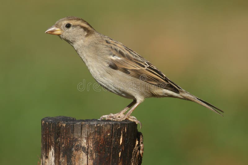 Huismus & X28; Passer Domesticus& X29; Stock Afbeelding - Image of ...