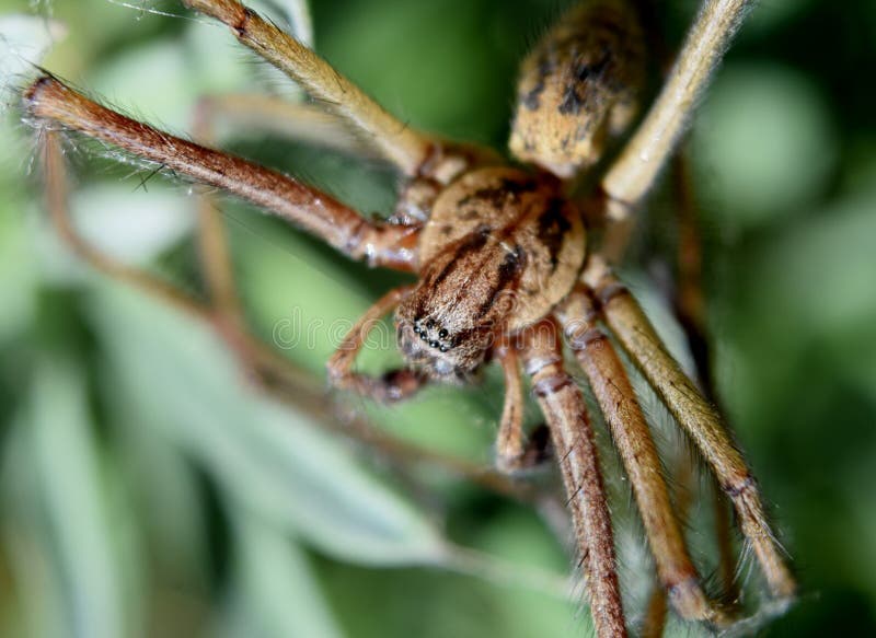 Amerikaanse Huisspin stock afbeelding. Afbeelding bestaande uit dier ...