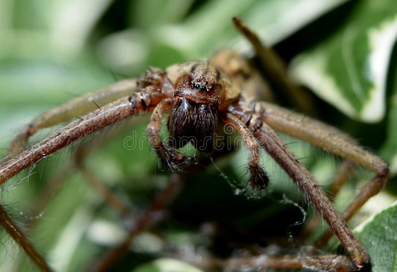 Huisspin stock afbeelding. Image of insect, nave, macro - 102651069