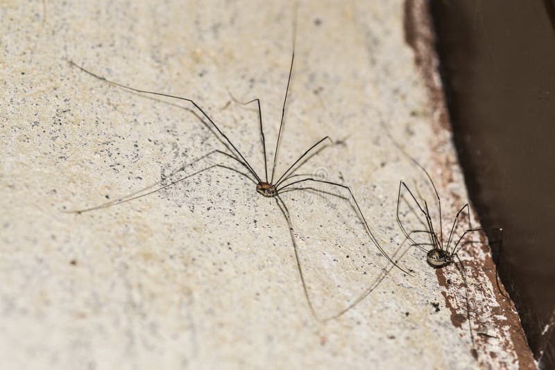 Huisspin stock afbeelding. Image of spin, normaal, insect - 46486627