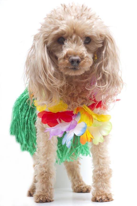 840 Dog Dancer Stock Photos - Free & Royalty-Free Stock Photos from ...