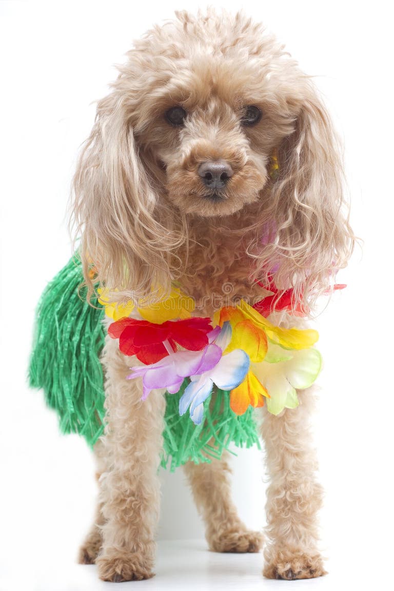 840 Dog Dancer Stock Photos - Free & Royalty-Free Stock Photos from ...