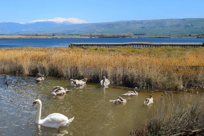 Hula Lake Nature Reserve, Hula Valley, Israel Stock Image - Image of ...