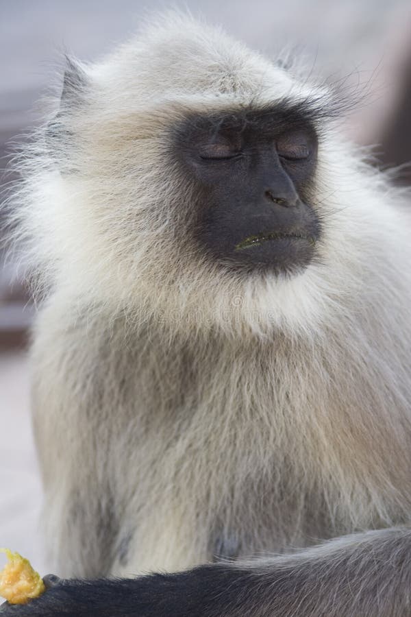 Hulman Hanuman with Closed Eyes Stock Image - Image of dangerous, india ...