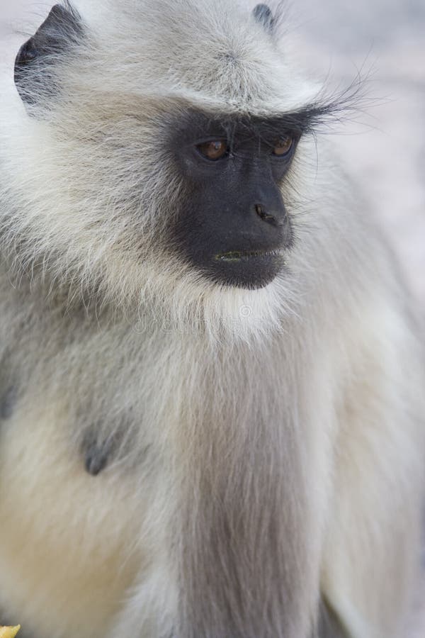 Hulman, Hanuman with Open Eyes Stock Photo - Image of animal, portrait ...