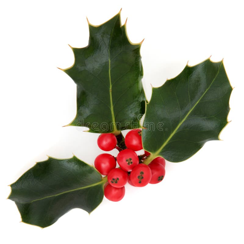 Het Blad Van De Hulst En De Twijg Van De Bes Stock Afbeelding - Image ...