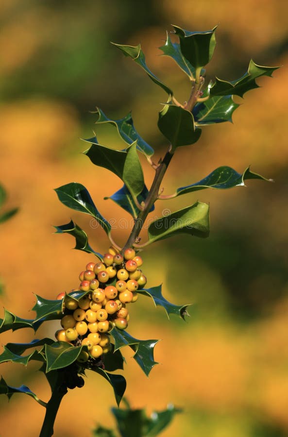 Hulst en Bessen stock foto. Image of installatie, stuifmeel - 4080308