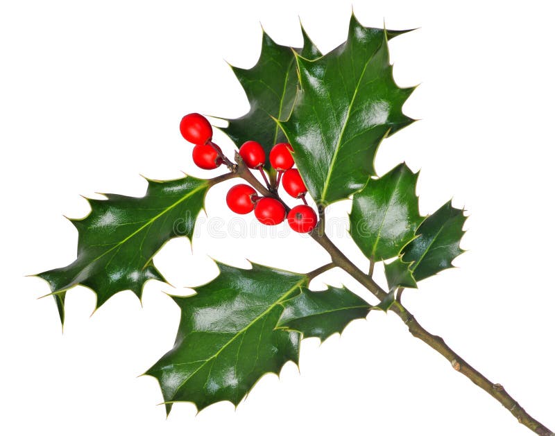Hulst (Ilex) - Die Op Wit Wordt Geïsoleerdk Stock Foto - Image of bloei ...