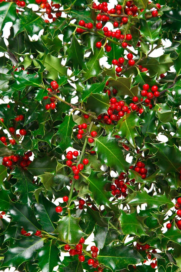 De bessen van de hulst stock afbeelding. Image of bloeien - 28507821