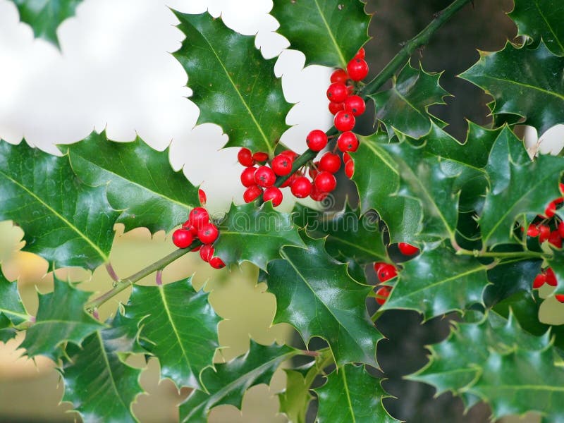 Stel Winterbes Holly Ilex Verticillata Met Rode Bessen Stock Foto ...