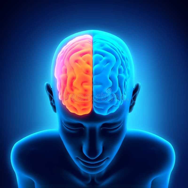 Illustration 3d De L'anatomie De Cerveau De Corps Humain Illustration ...