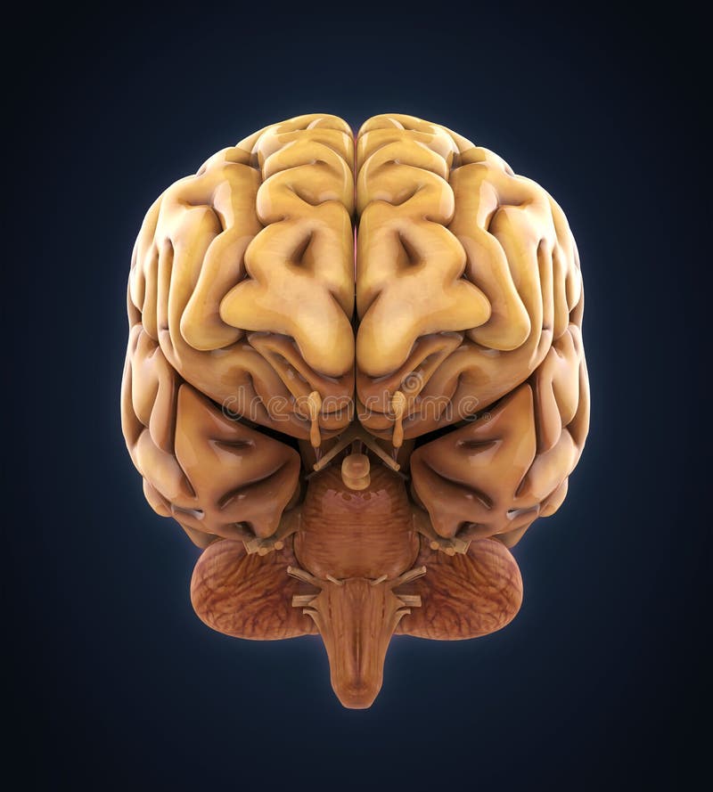 Humain Brain Anatomy illustration stock. Illustration du génie - 51992059