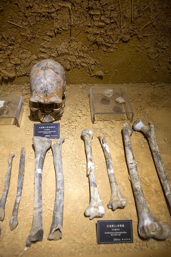 Humain fossile photo stock éditorial. Image of origine - 35154828