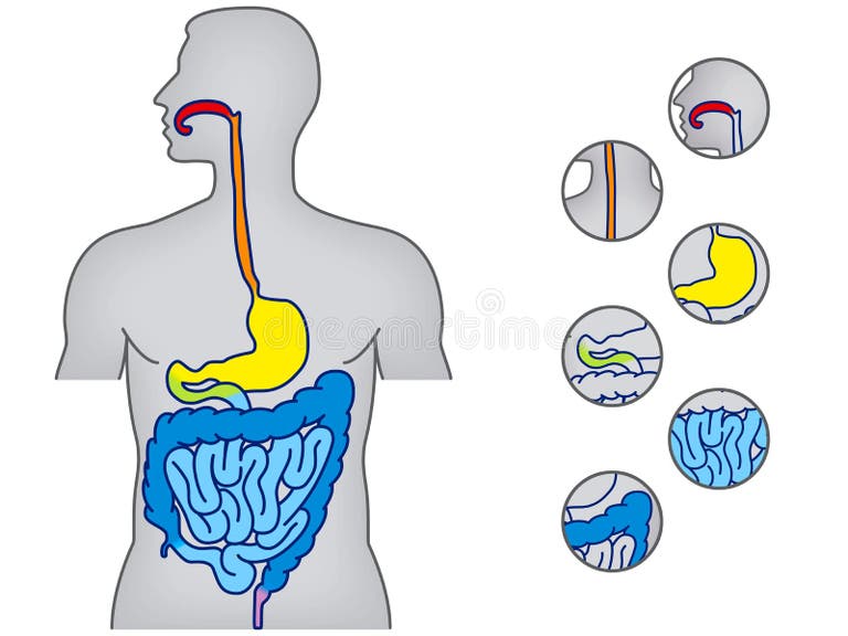 Human Gi Tract Stock Illustrations – 478 Human Gi Tract Stock ...