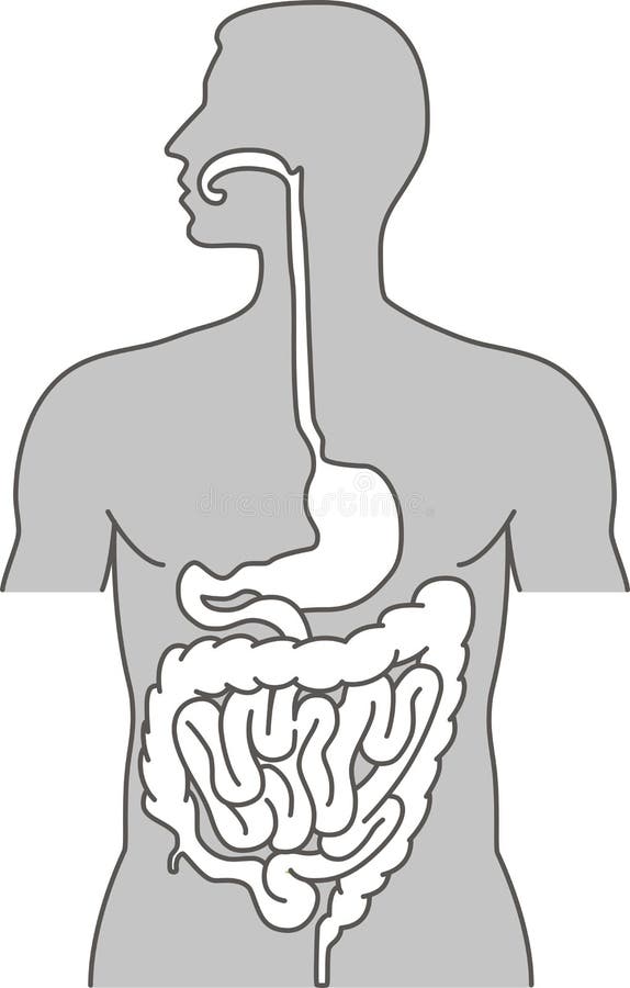 Human alimentary system stock vector. Illustration of healthy - 8290304