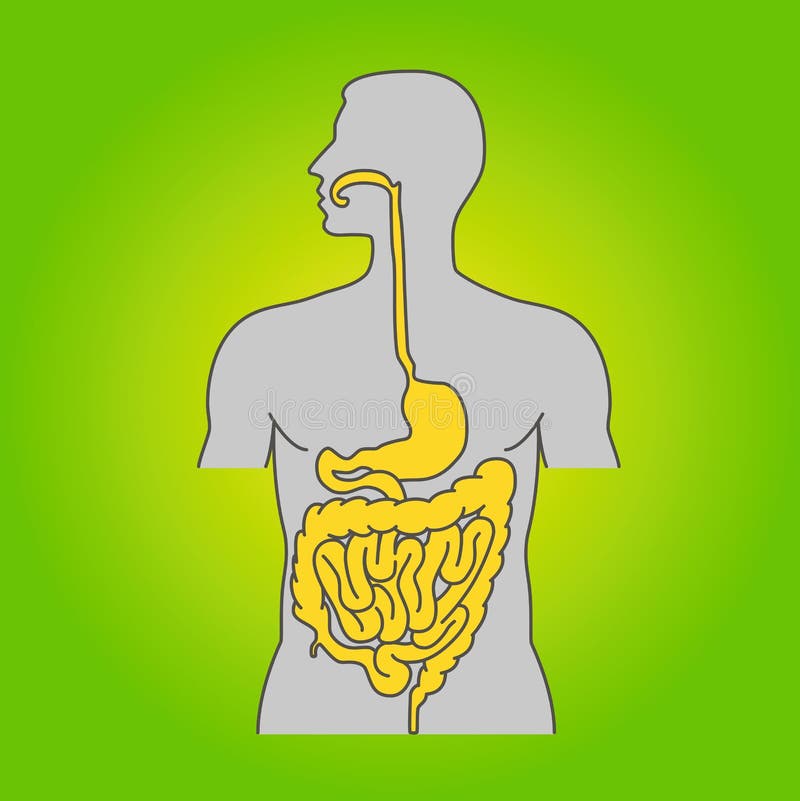 Human alimentary system stock vector. Illustration of feeding - 8494294