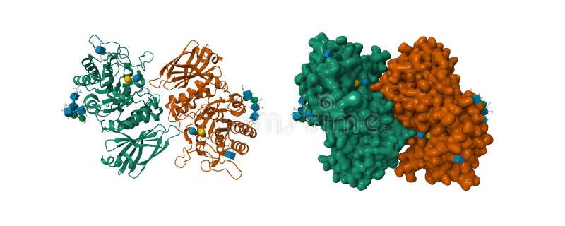 Human Alpha-galactosidase Substrate Bound Stock Illustration - Illustration of dimer, secondary ...