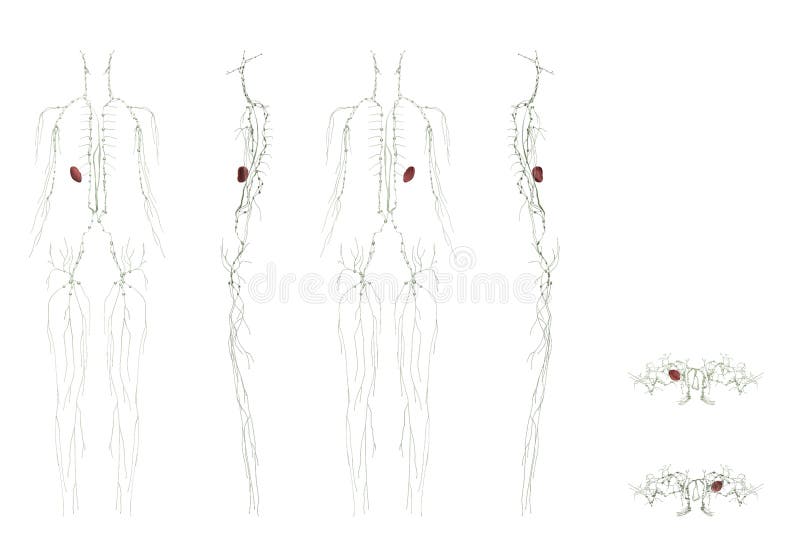 Human Anatomical Illustration Female Lymphatic System Various Angles ...
