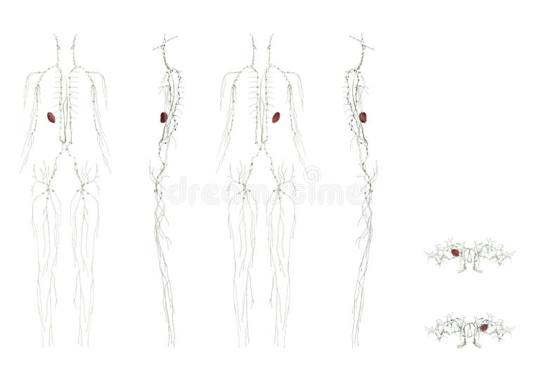 Anatomical Positions Stock Illustrations – 133 Anatomical Positions ...