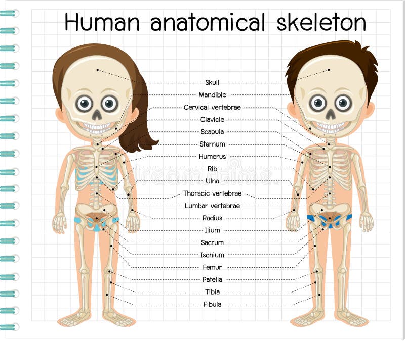 Human Anatomical Skeleton with Label Stock Vector - Illustration of ...