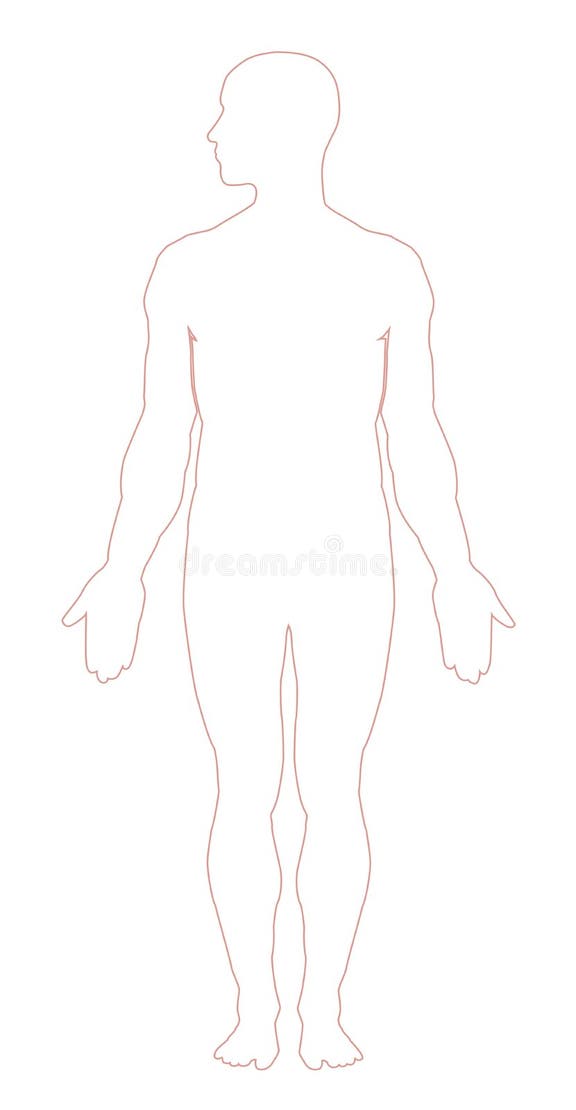 Human Muscle Anatomy Outline Stock Illustrations – 3,204 Human Muscle ...
