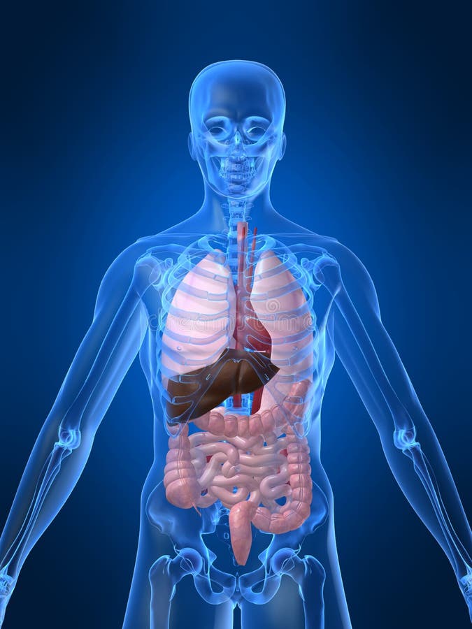 Human body anatomy stock vector. Illustration of human - 52769613