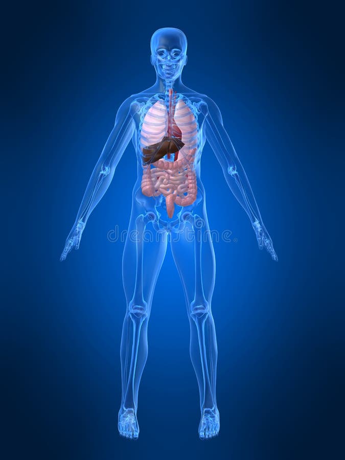 Human anatomy stock illustration. Illustration of biology - 2463377