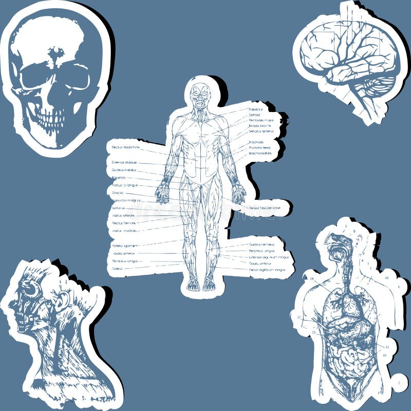 Brain Autopsy Stock Illustrations – 147 Brain Autopsy Stock ...