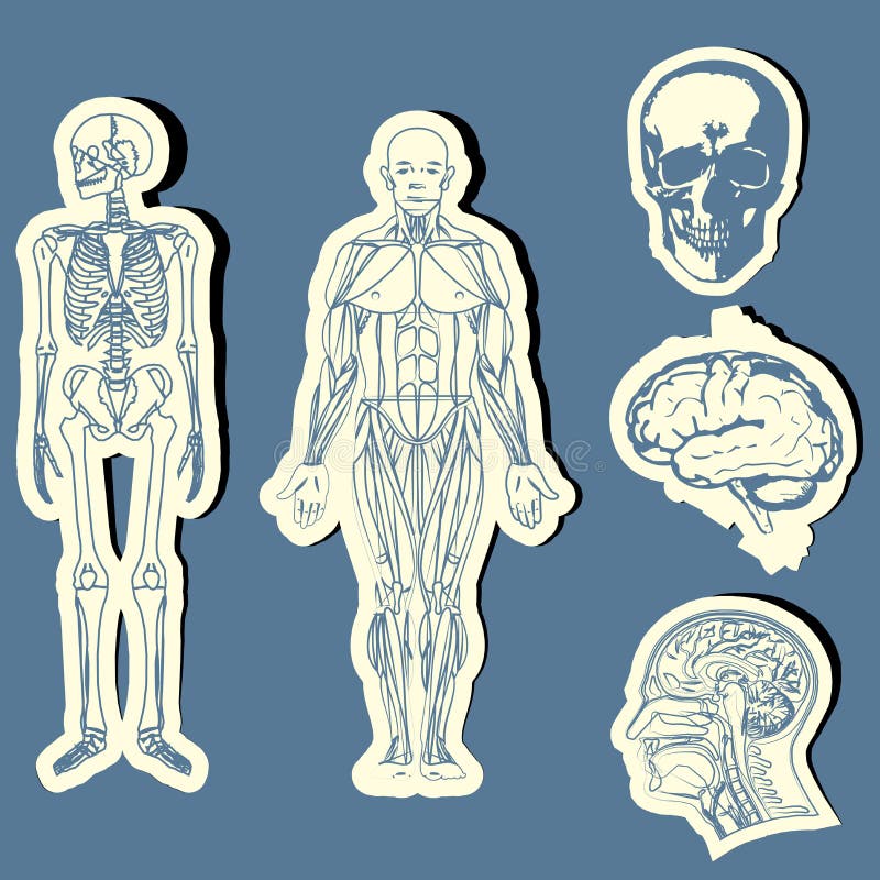 Human Body Anatomy Vector Illustration. Male Skeleton, Muscular ...
