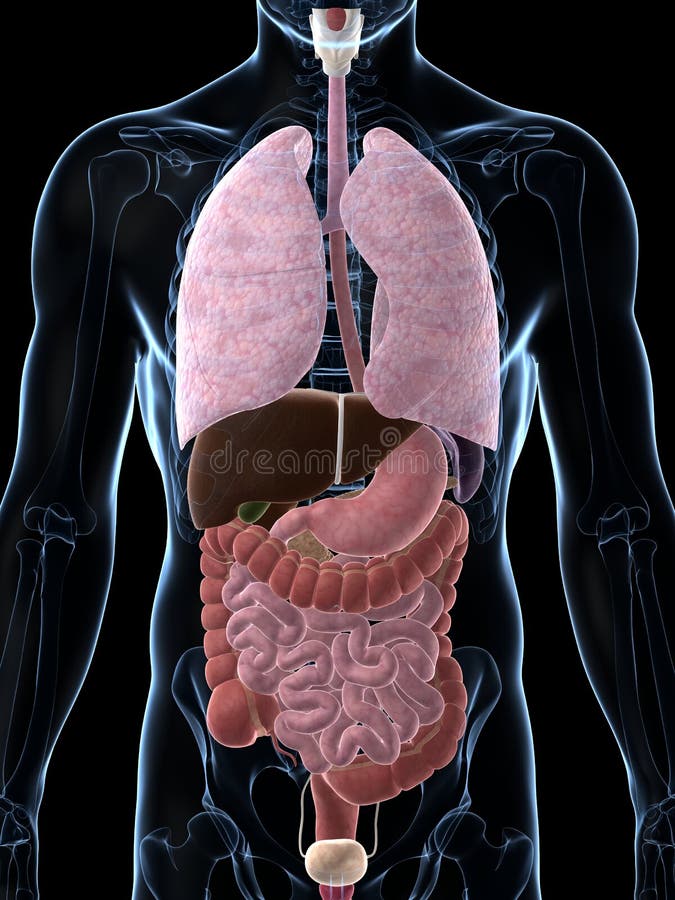 Female digestive system stock illustration. Illustration of colon ...