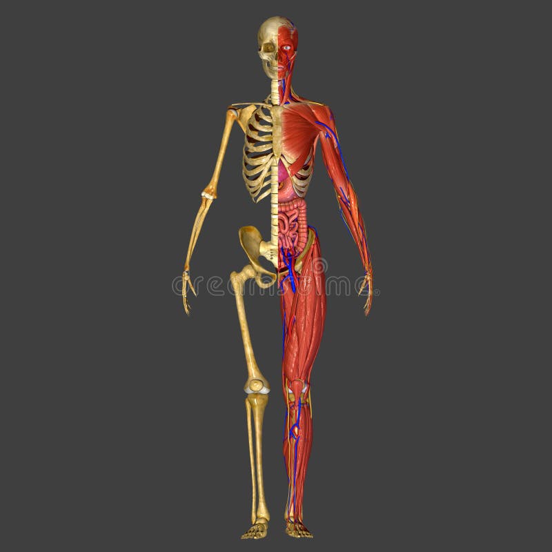 1,200+ Anatomy Free Stock Photos - StockFreeImages