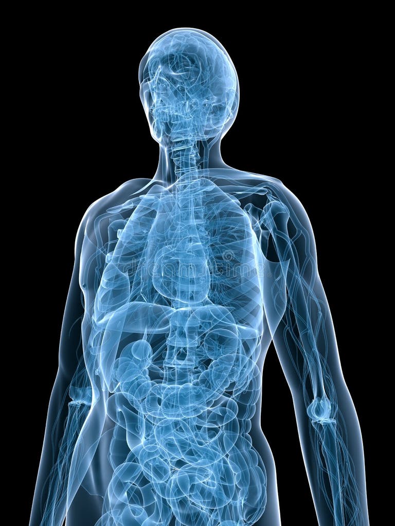 Human Intestine Anatomy Render Stock Illustrations – 1,219 Human ...