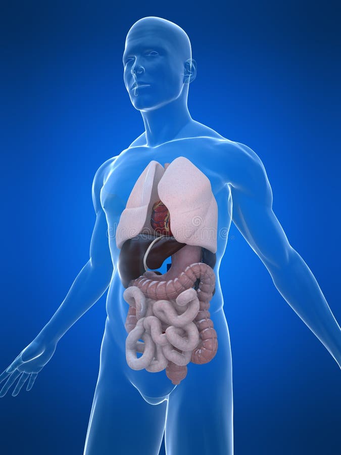 Human anatomy stock illustration. Illustration of anatomical - 2463382