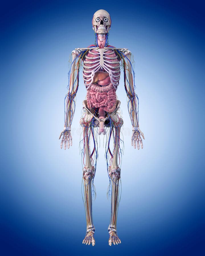 Blue Ribs Stock Illustrations – 1,622 Blue Ribs Stock Illustrations ...