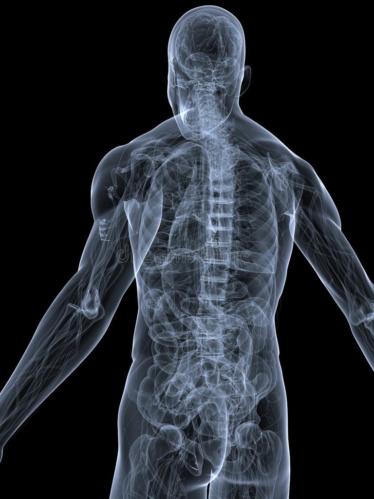 Anatomy Body Transparent Stock Illustrations – 17,189 Anatomy Body ...