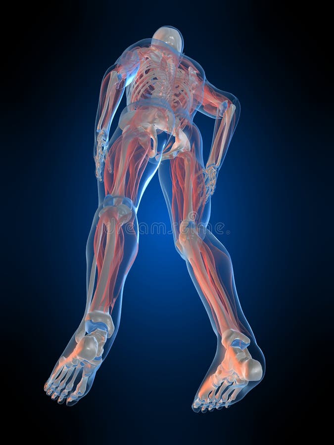 Human Anatomy Transparent Stock Illustrations – 16,148 Human Anatomy ...