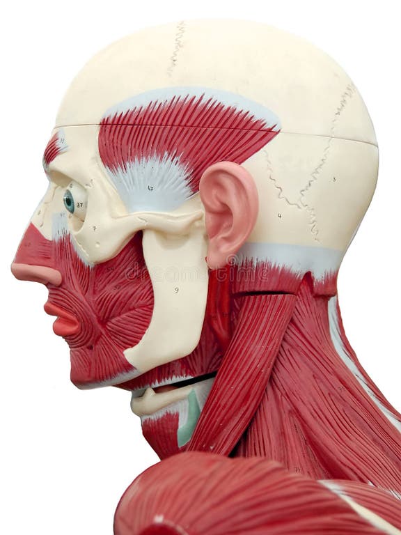 Human anatomy stock image. Image of anatomy, college, braincase - 808449