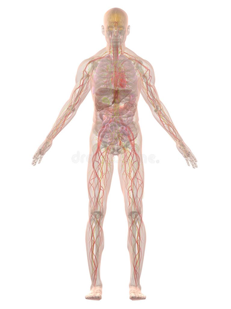 Human Anatomy Transparent Stock Illustrations – 22,102 Human Anatomy ...