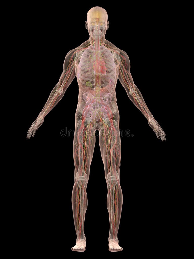 Transparent Human Body Stock Illustrations – 21,980 Transparent Human ...