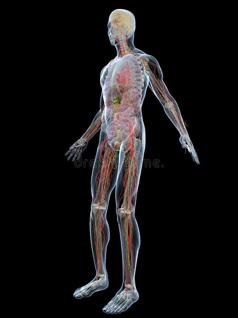 Human Anatomy Transparent Stock Illustrations – 19,786 Human Anatomy ...