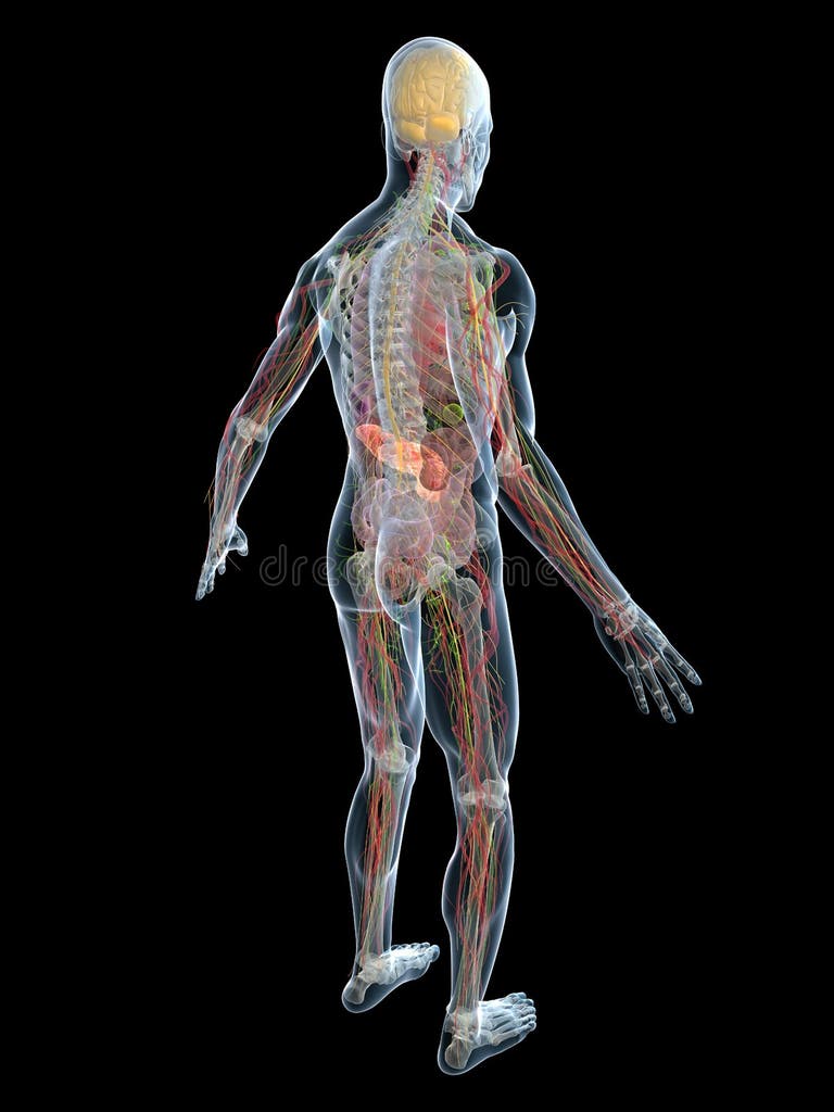 Human Anatomy Transparent Stock Illustrations – 22,102 Human Anatomy ...