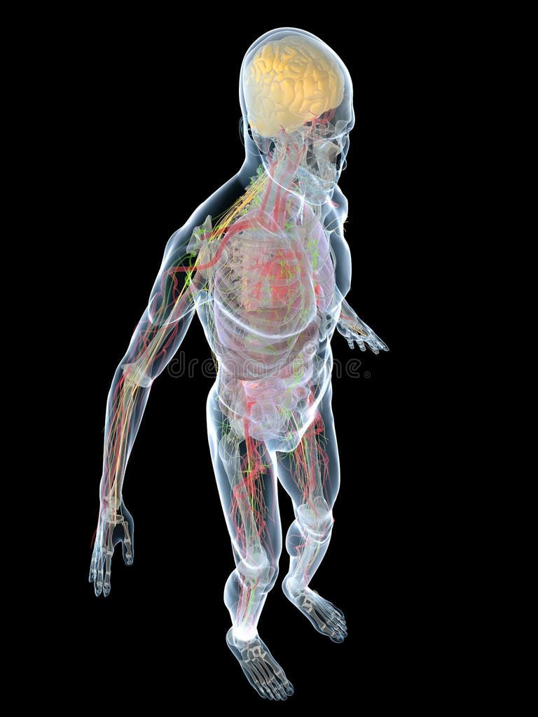 Human Anatomy Transparent Skeleton Organs Stock Illustrations – 841 ...